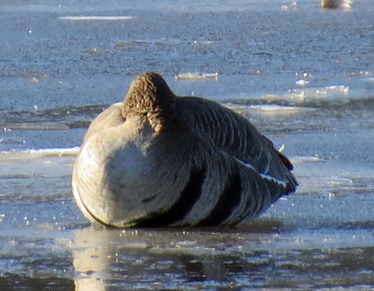 eBird Checklist - 4 Jan 2014 - Greenbelt Lake - Buddy Attick Lake Park ...