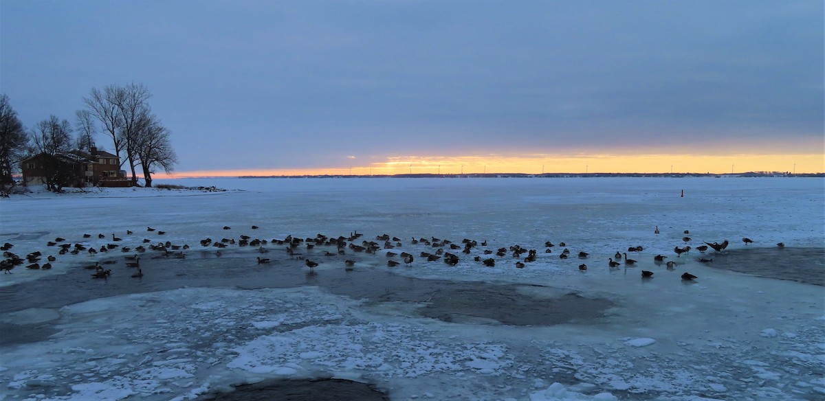 eBird Checklist - 4 Mar 2022 - Amherst Island - 35 species