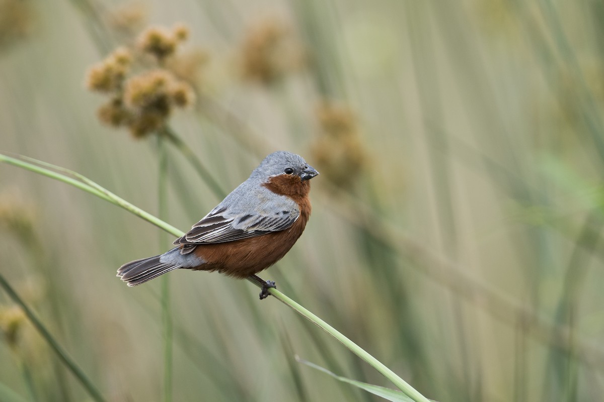 Rufous-rumped Seedeater - Sporophila hypochroma - Birds of the World