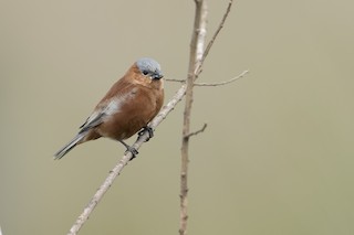 Chestnut Seedeater - Sporophila cinnamomea - Birds of the World