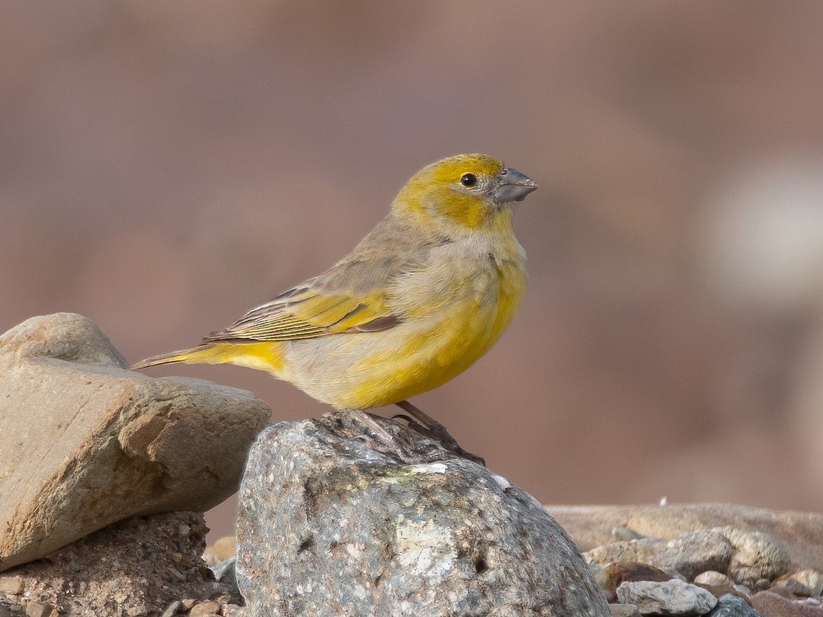 Bright-rumped Yellow-Finch - Sicalis uropygialis - Birds of the World
