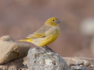 Bright-rumped Yellow-Finch - Sicalis uropygialis - Birds of the World