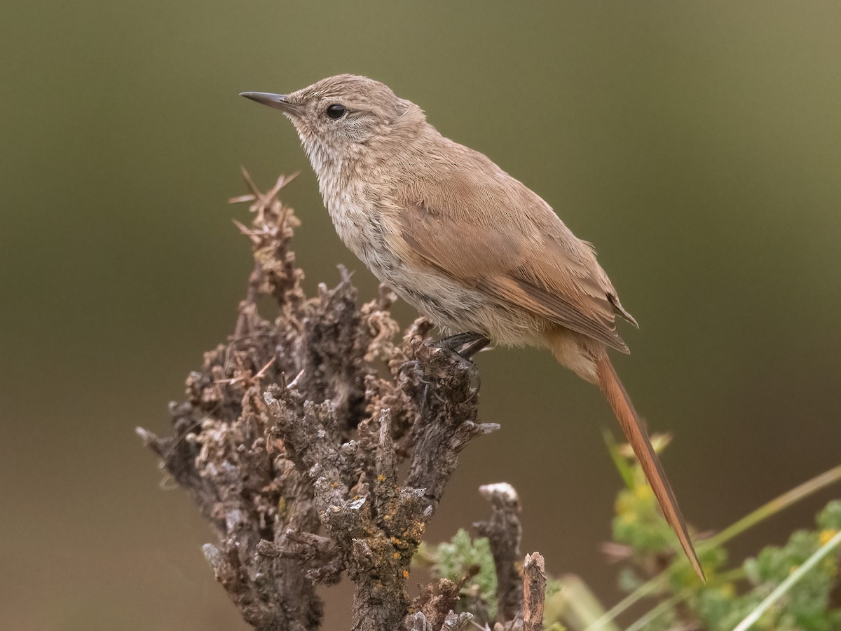 Cordilleran Canastero - Asthenes modesta - Birds of the World