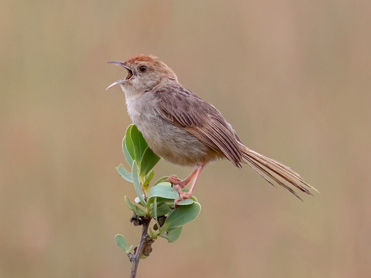 Wailing Cisticola - Cisticola lais - Birds of the World