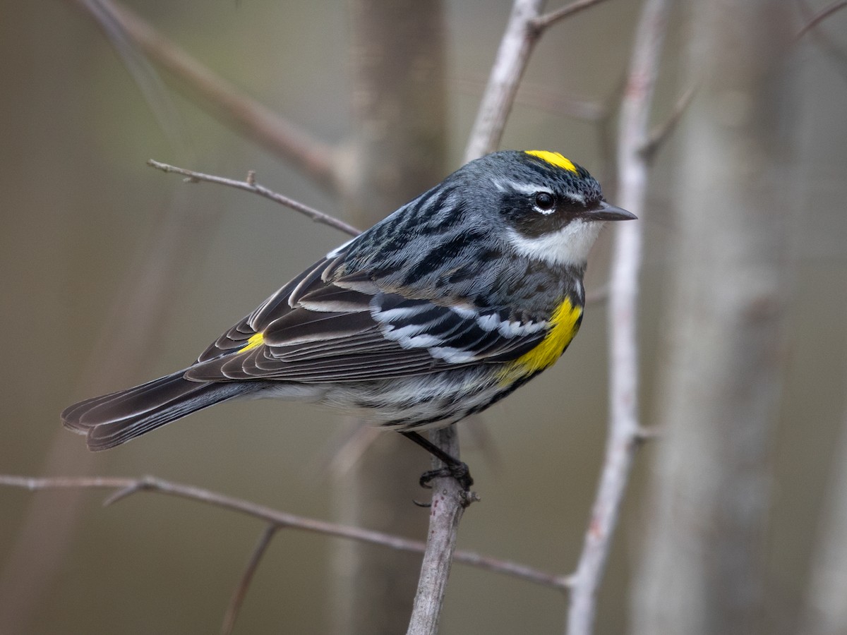 Yellow-rumped Warbler - Setophaga coronata - Birds of the World