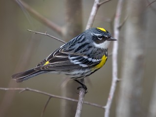 Yellow-rumped Warbler - Setophaga coronata - Birds of the World