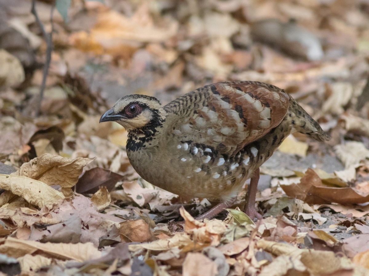 Bar-backed Partridge - Arborophila brunneopectus - Birds of the World