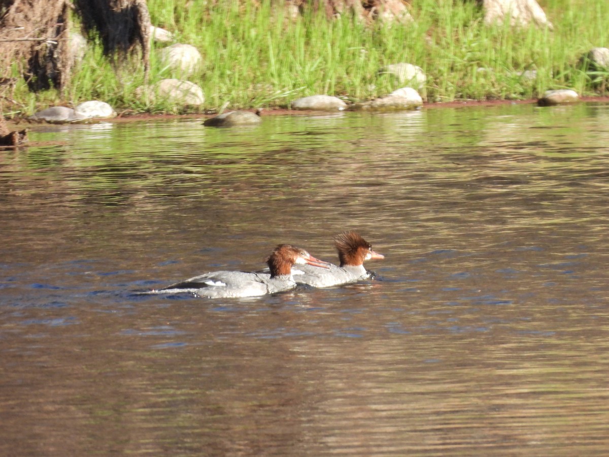 eBird Checklist - 4 Mar 2022 - Salt River--Coon Bluff Recreation Area ...