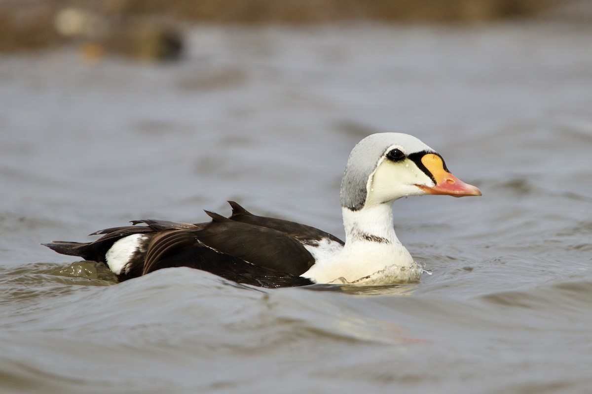 King Eider - Somateria spectabilis - Media Search - Macaulay Library and eBird