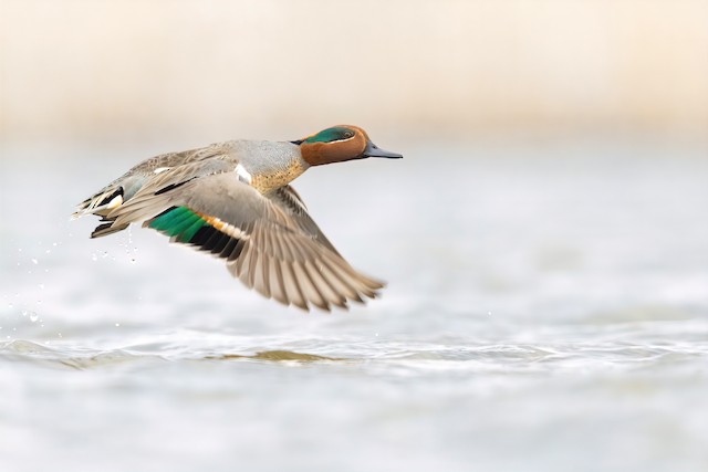 Green Winged Teal Flying