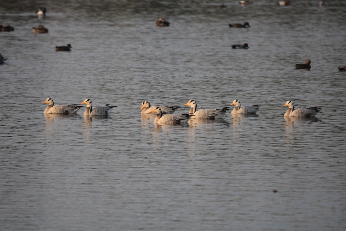 eBird Checklist - 6 Jan 2022 - Mote Majra - 7 species