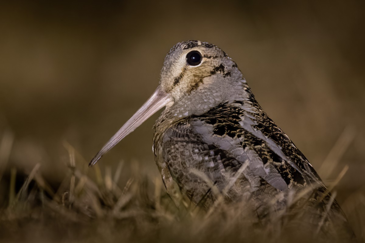 eBird Checklist - 5 Mar 2022 - Granville Schools Land Lab - 7 species