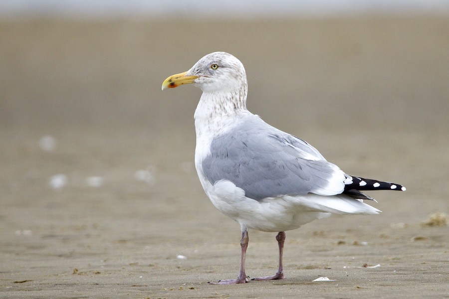 Herring Gull (American) - eBird
