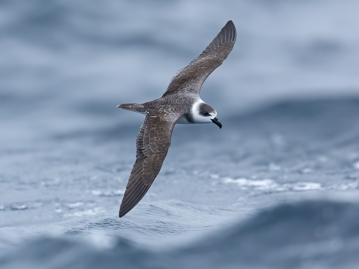 White-necked Petrel - Pterodroma cervicalis - Birds of the World