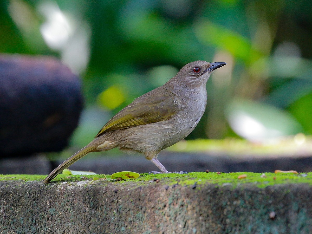 Olive-winged Bulbul - Pycnonotus plumosus - Birds of the World