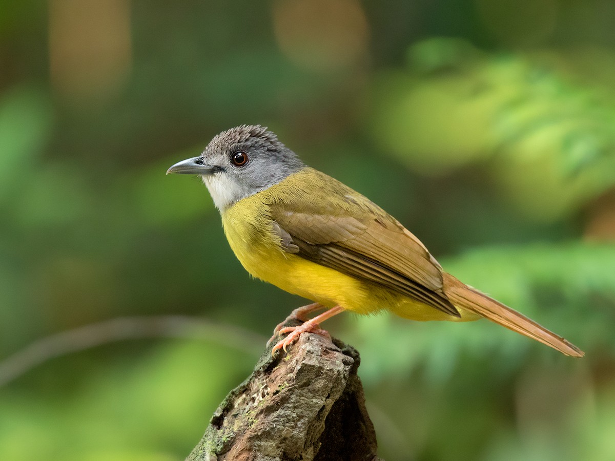 Yellow-bellied Bulbul - Alophoixus phaeocephalus - Birds of the World