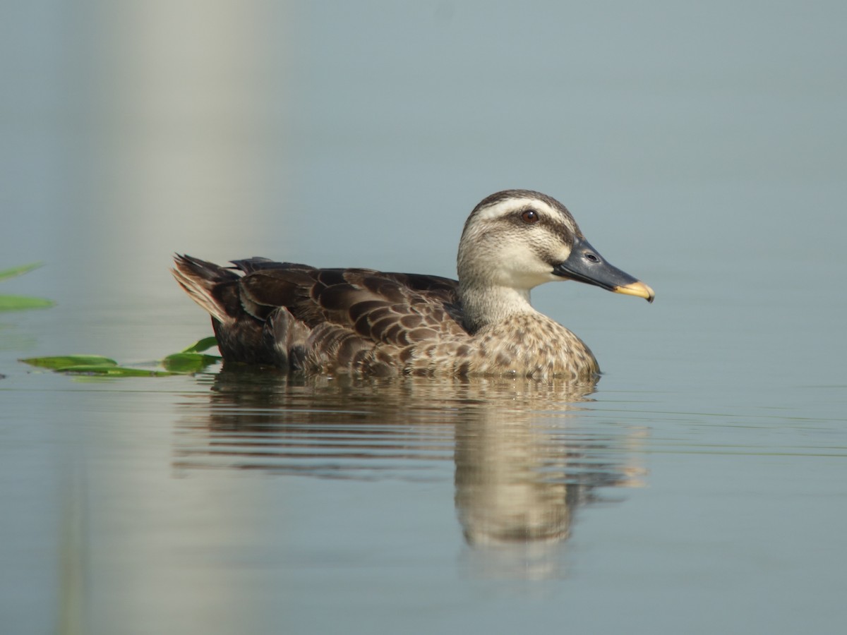 Eastern Spot-billed Duck - Anas zonorhyncha - Birds of the World