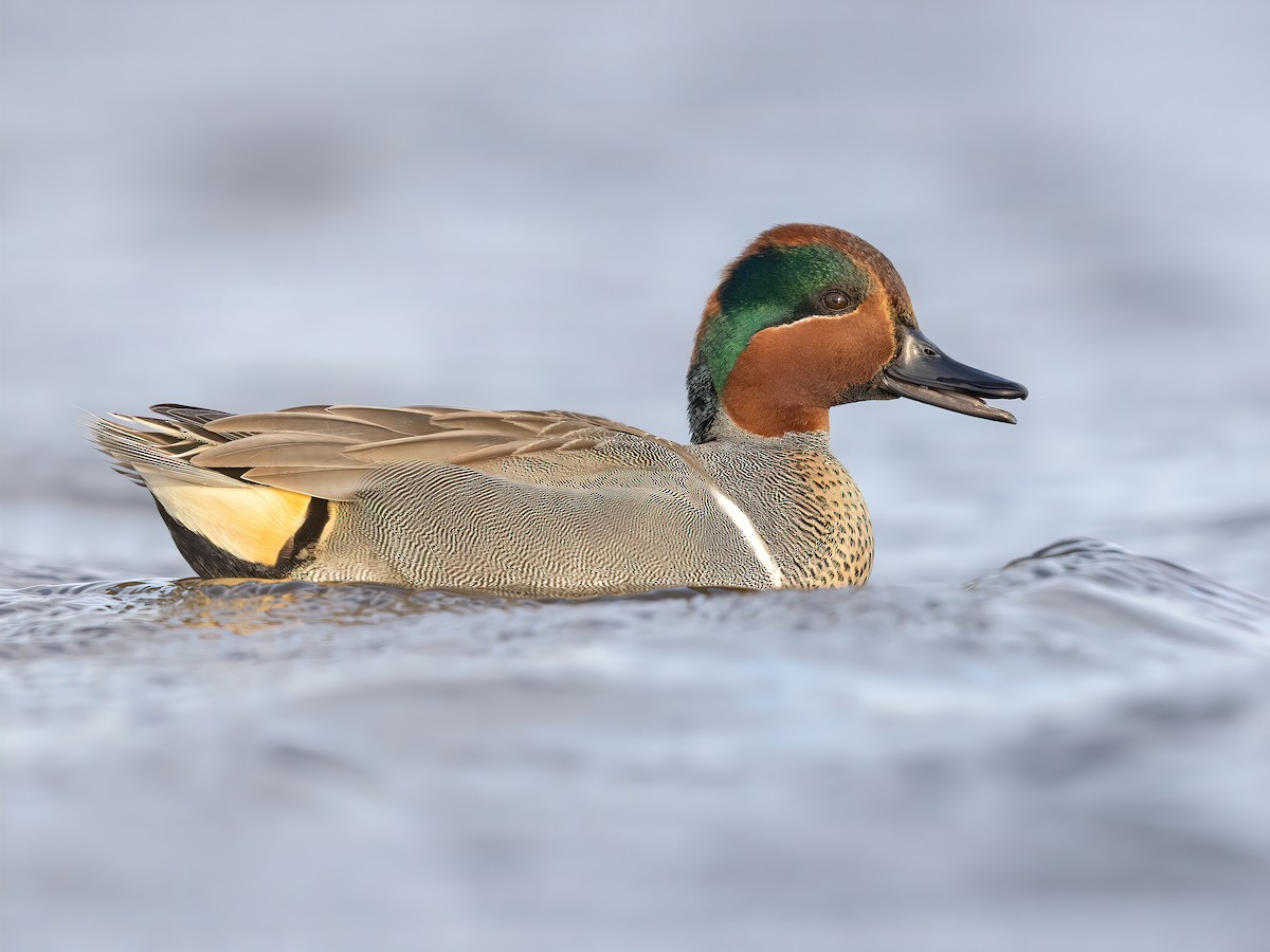 Green-winged Teal - Anas crecca - Birds of the World