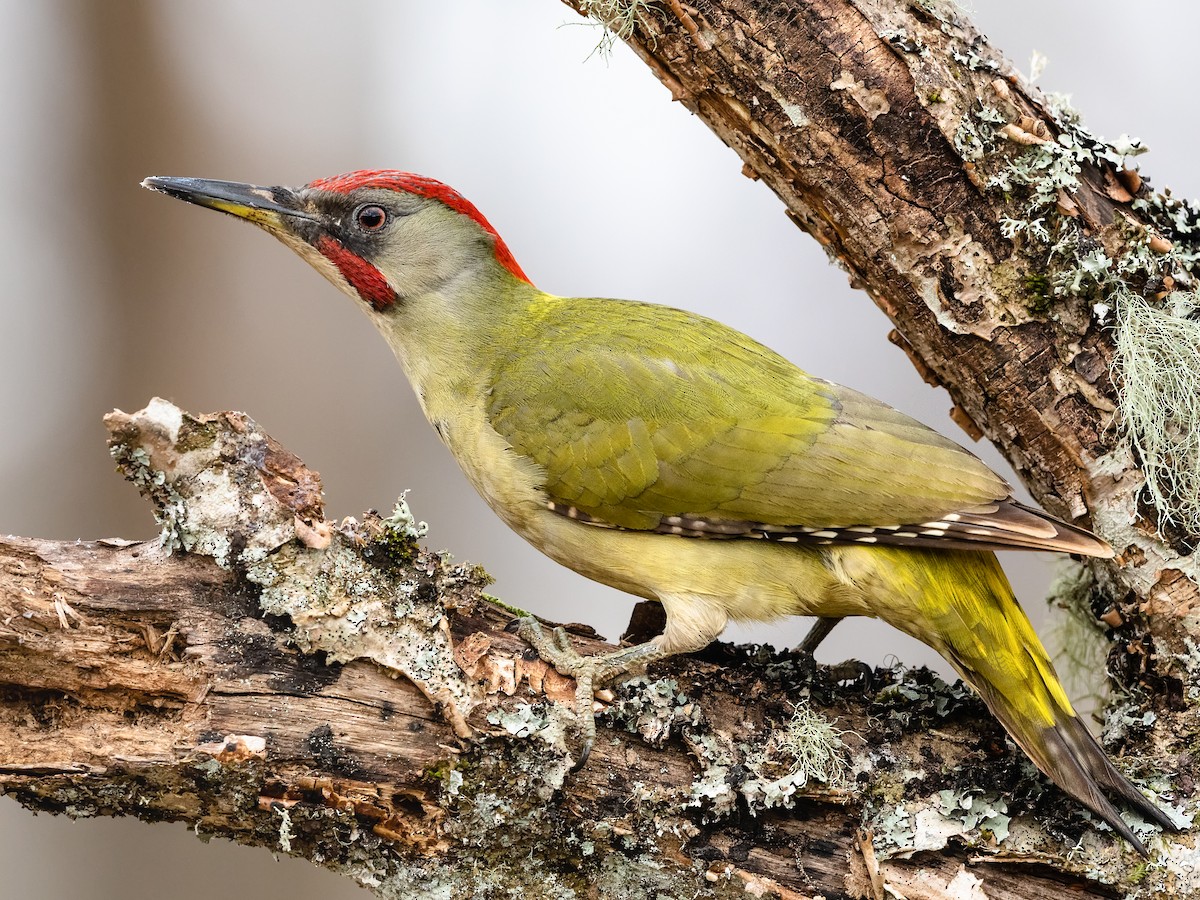 Iberian Green Woodpecker - Picus sharpei - Birds of the World