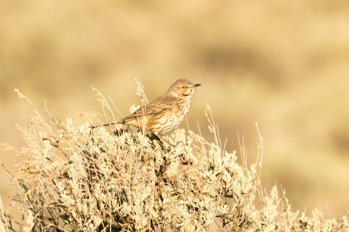 eBird Checklist - 27 Apr 2016 - Rio Grande del Norte National Monument ...