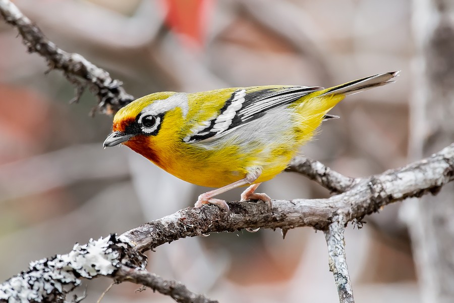 Clicking Shrike-Babbler (Clicking) - eBird