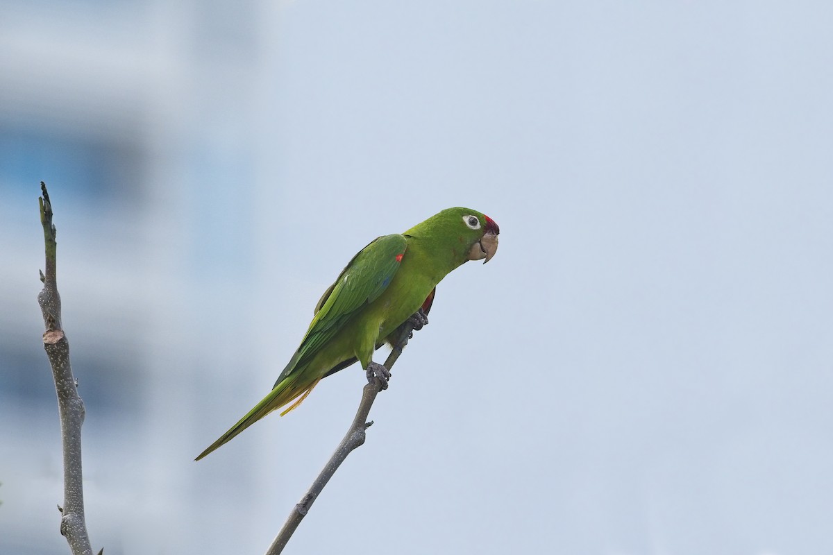 ML423370831 - Crimson-fronted Parakeet - Macaulay Library