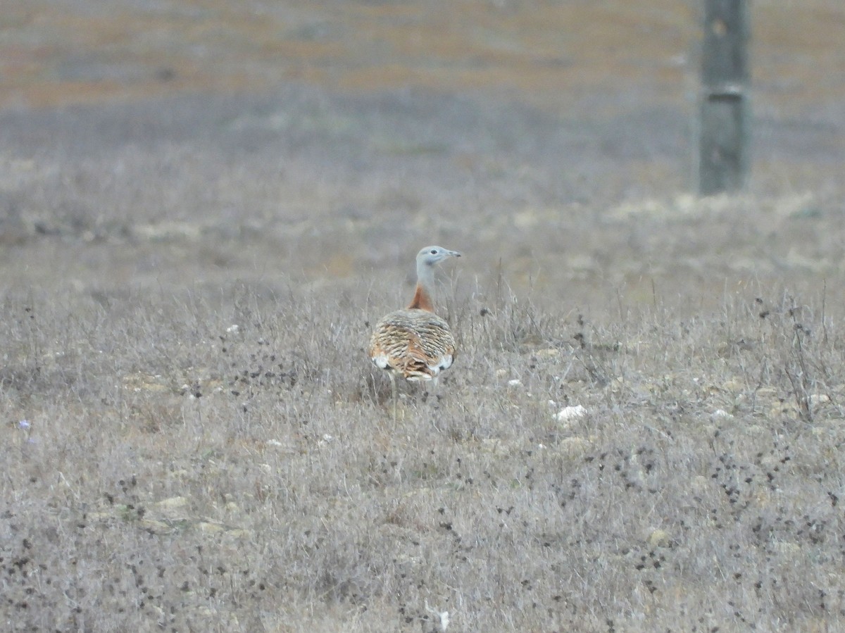 eBird Checklist - 9 Mar 2022 - ZPE Castro Verde--Viseus - 1 species