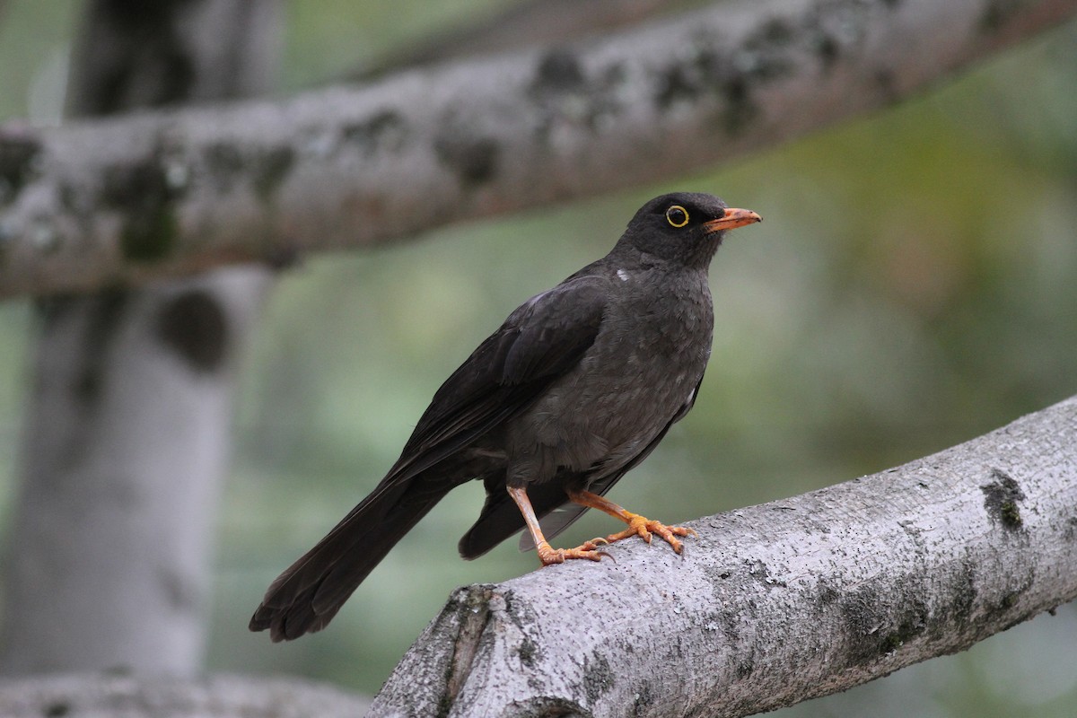 Recursos virtuales para disfrutar de las aves desde tu casa - eBird Colombia