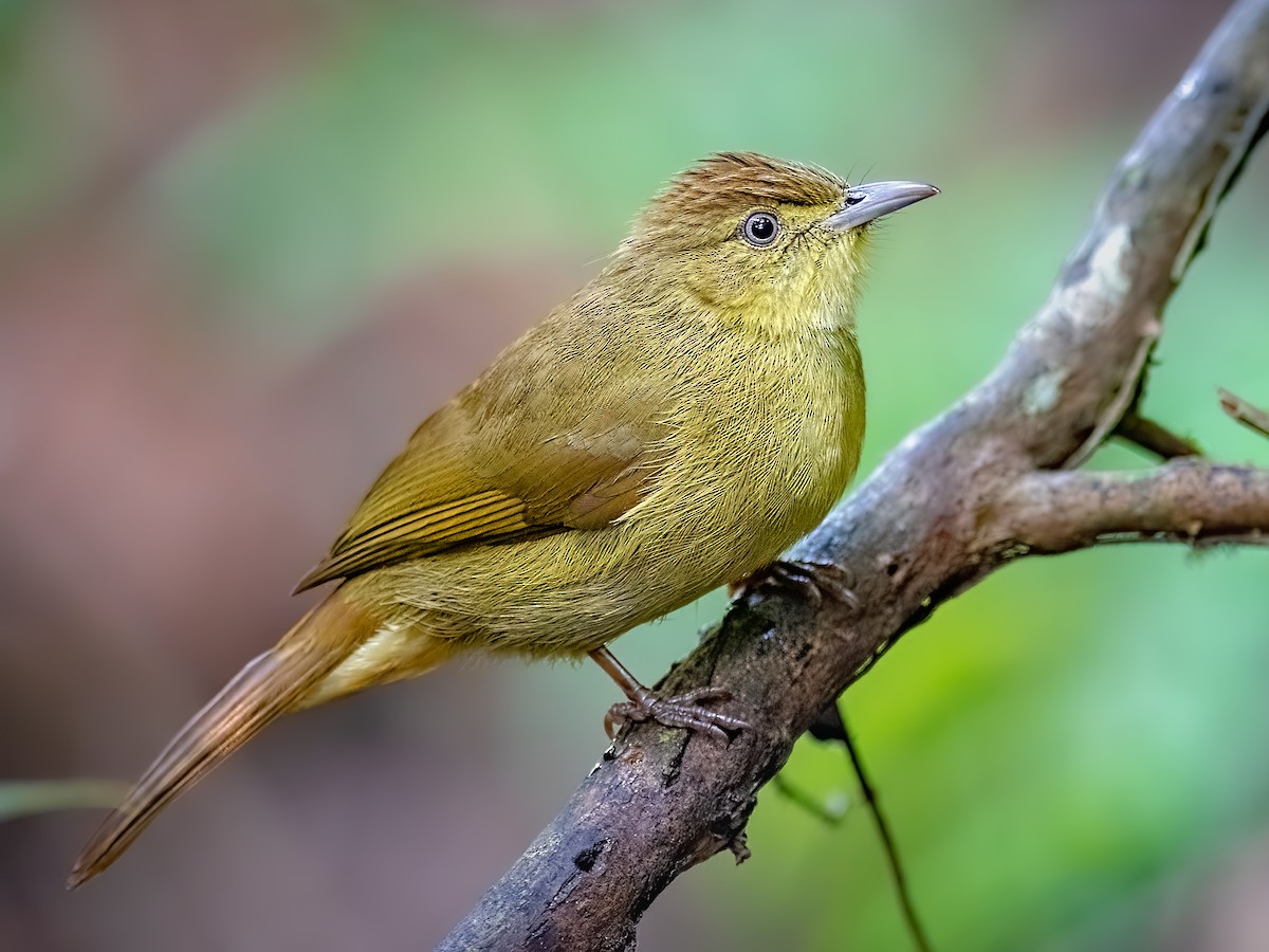 Cachar Bulbul - Iole cacharensis - Birds of the World