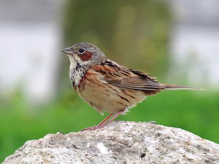 Chestnut-eared Bunting - Emberiza fucata - Birds of the World