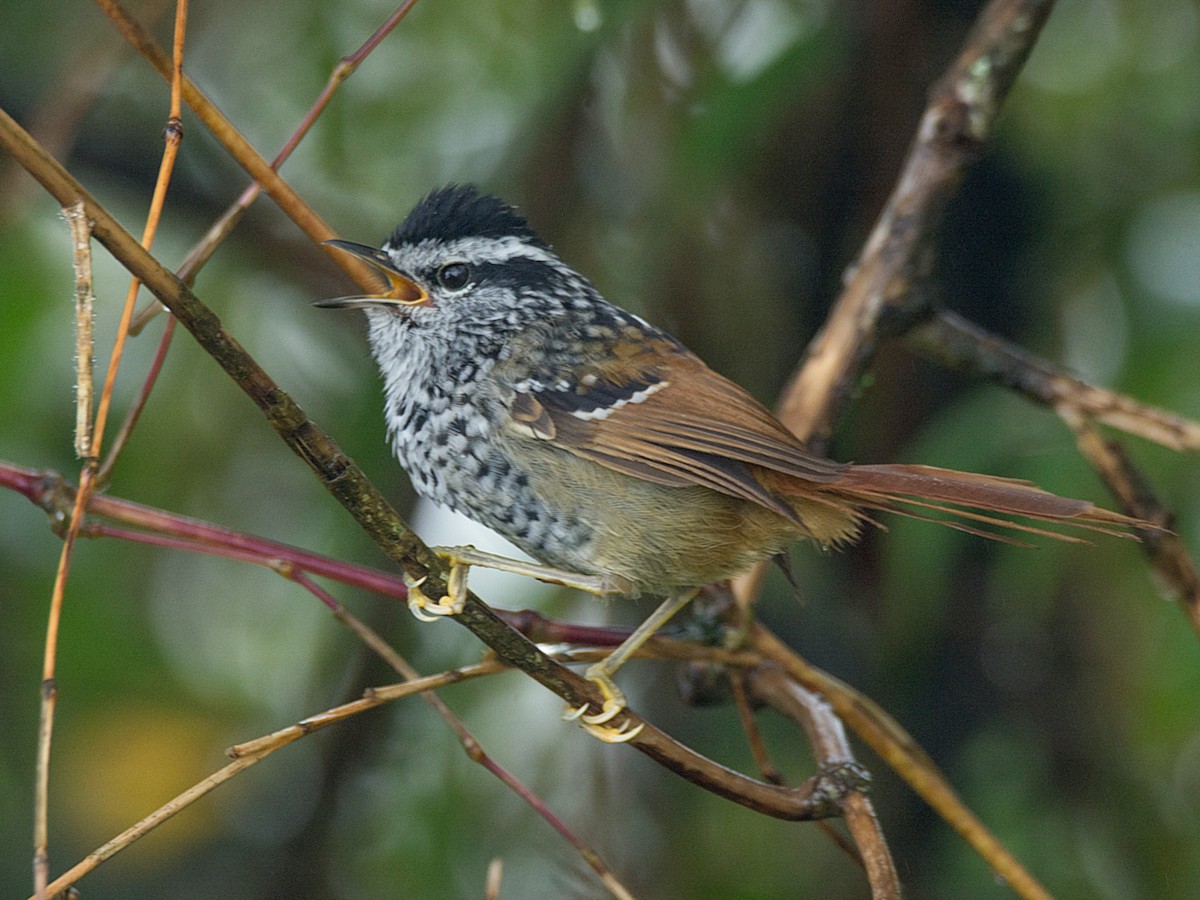 Rufous-tailed Antbird - Drymophila genei - Birds of the World