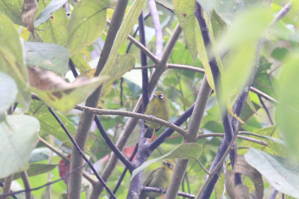 Buru White-eye - Zosterops buruensis - Birds of the World