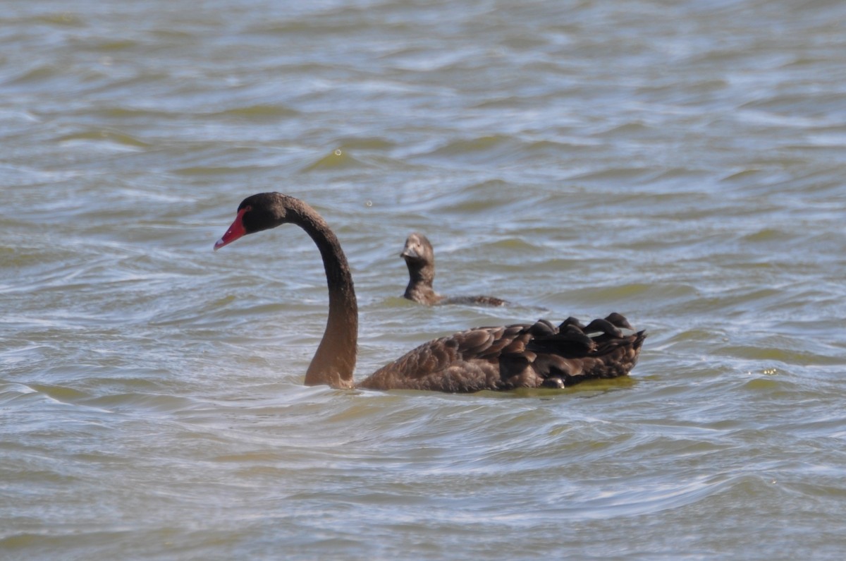 eBird Checklist - 9 Mar 2022 - Western Treatment Plant--Lake Borrie ...