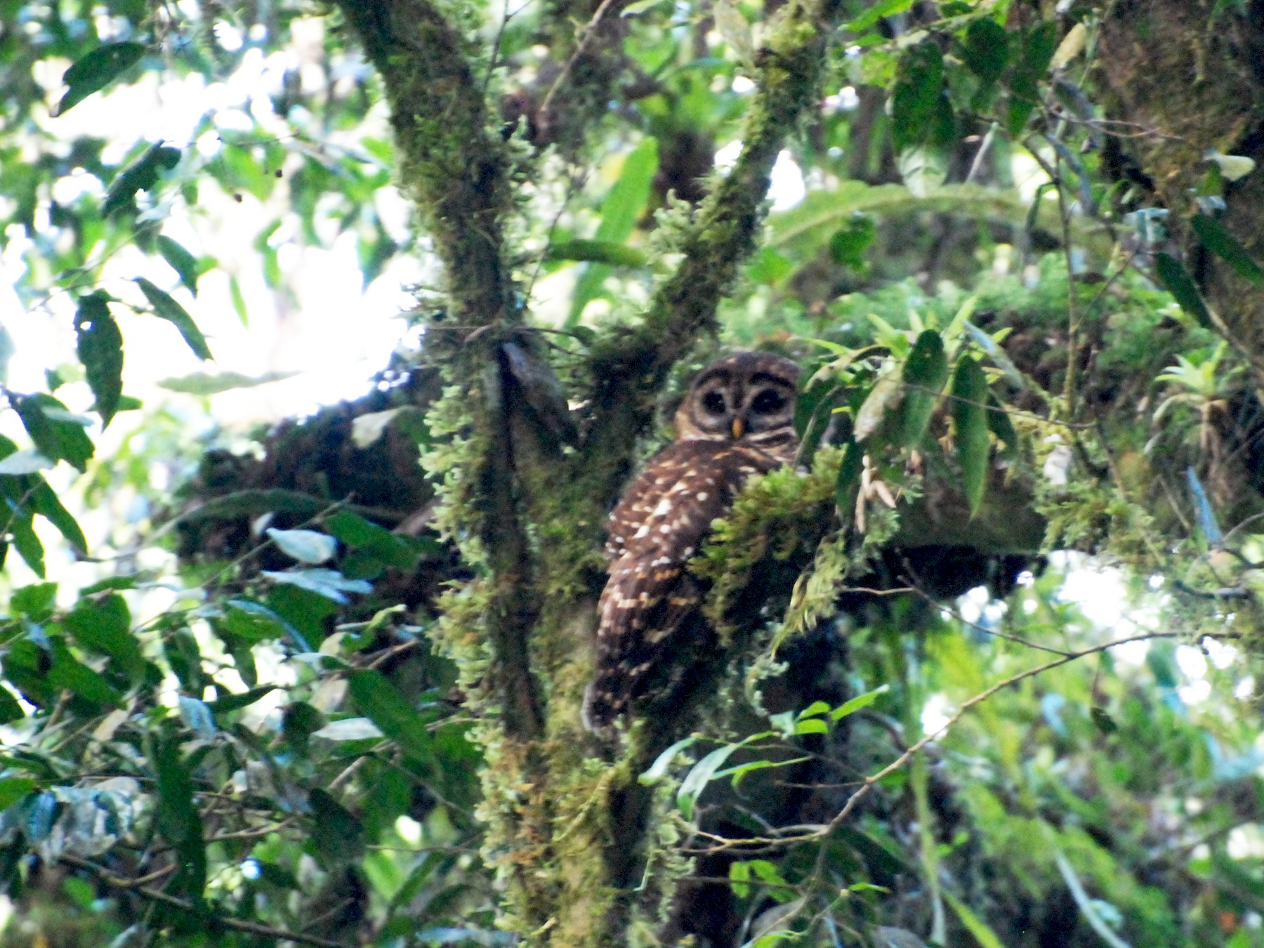 Búho Leonado - eBird