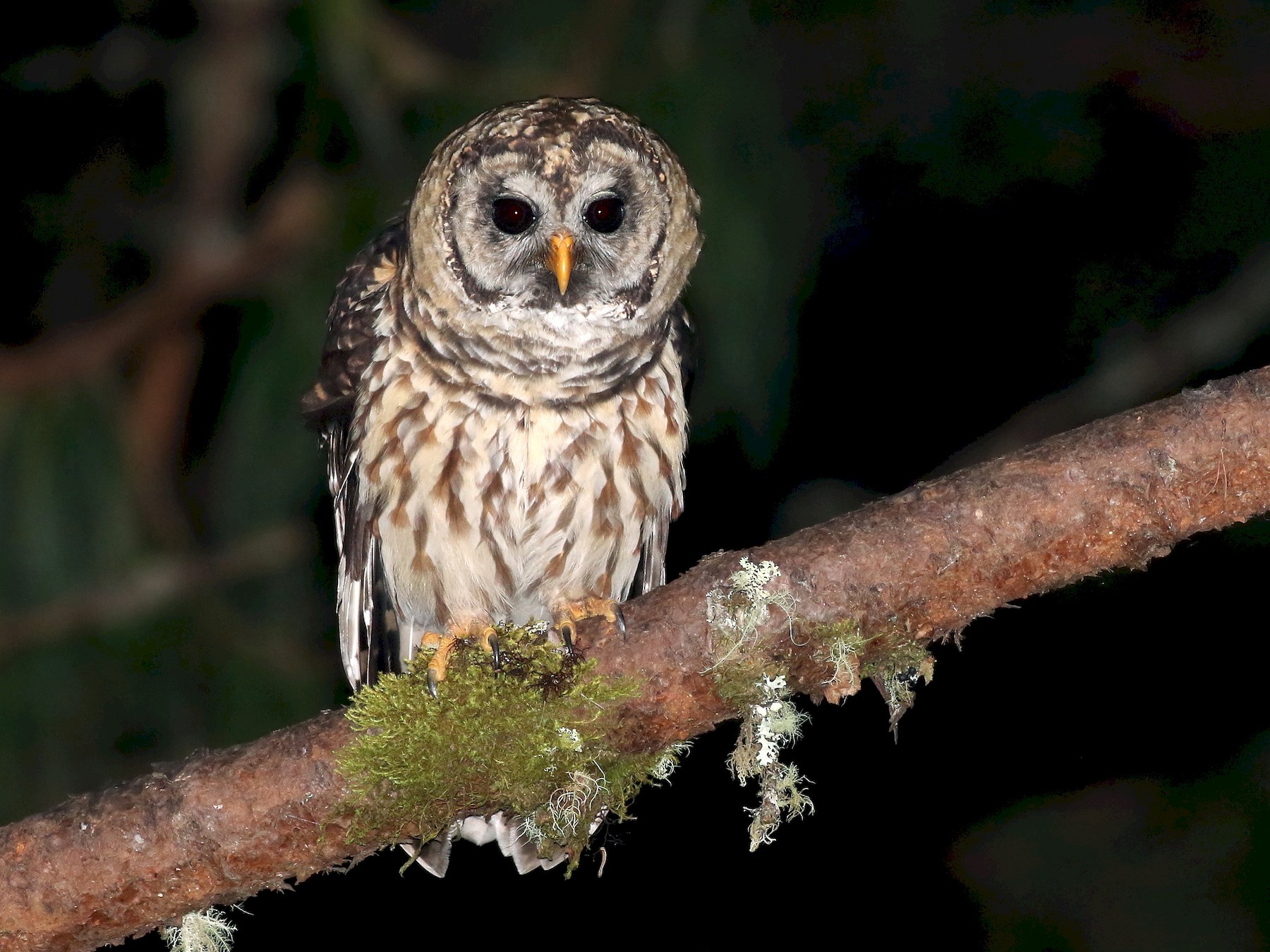Búho Leonado - eBird