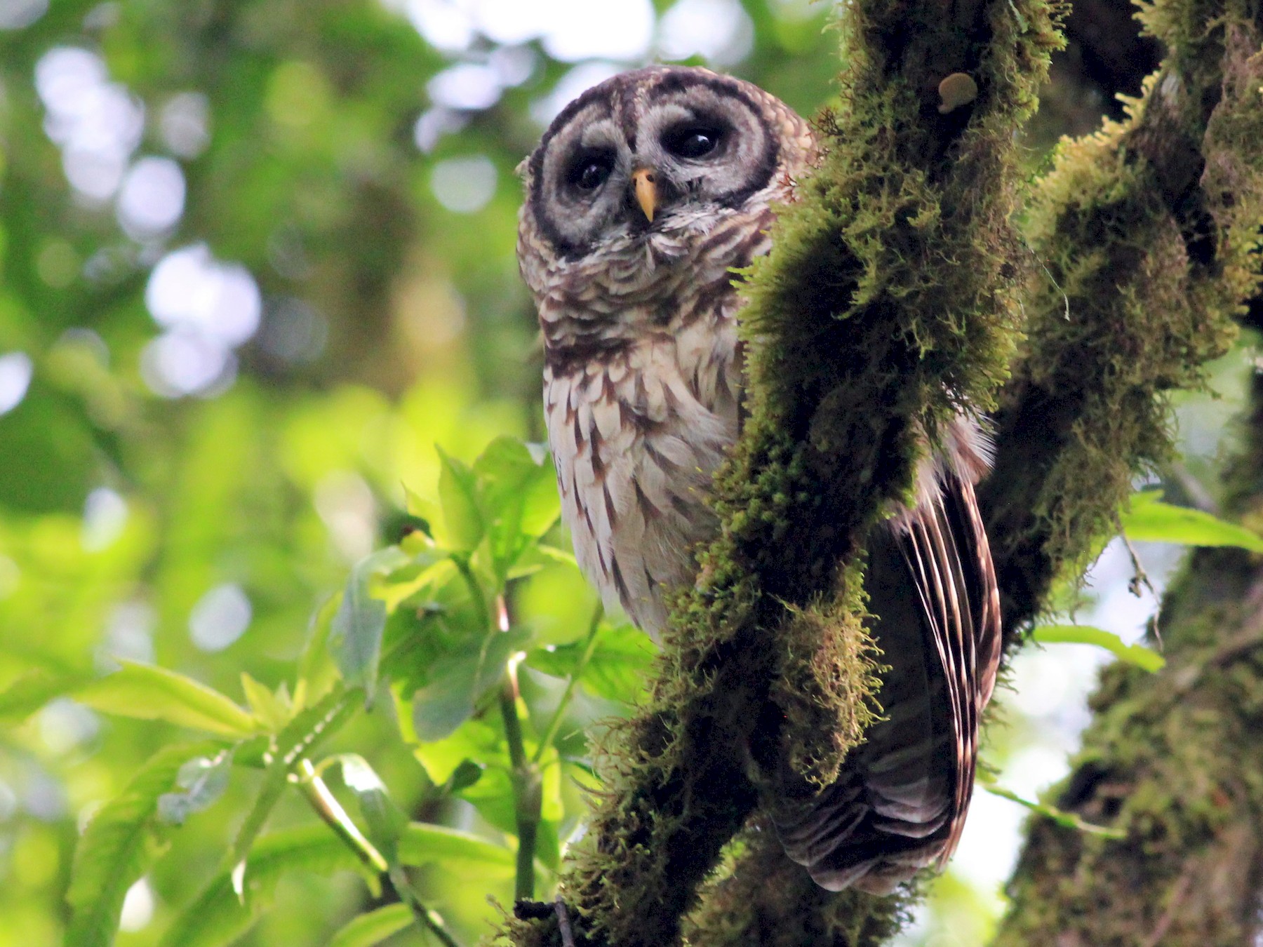 Búho Leonado - eBird