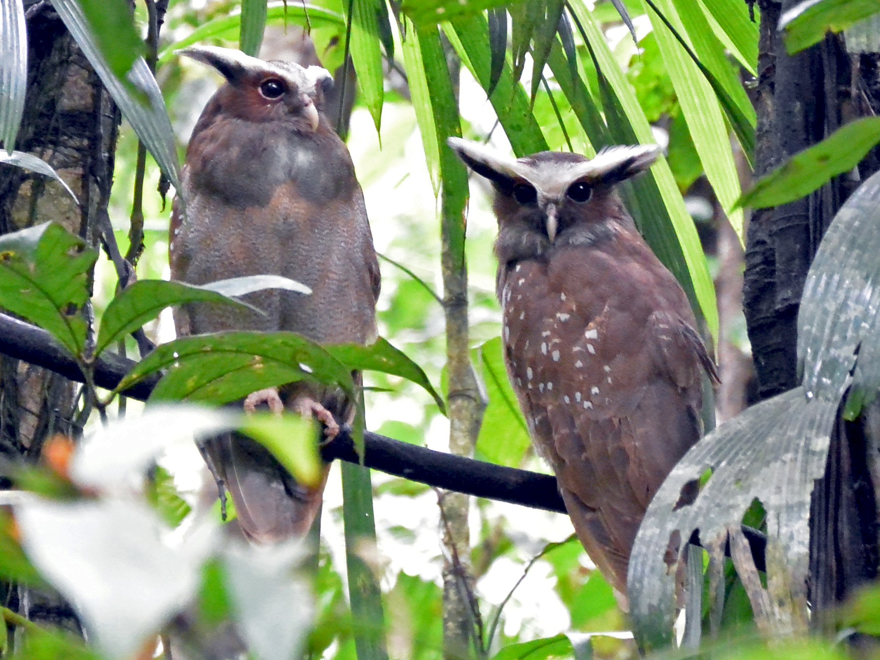 Coruja-de-crista - eBird
