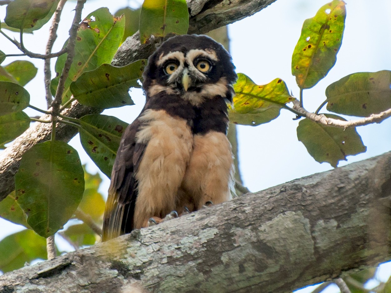 Spectacled Owl - eBird