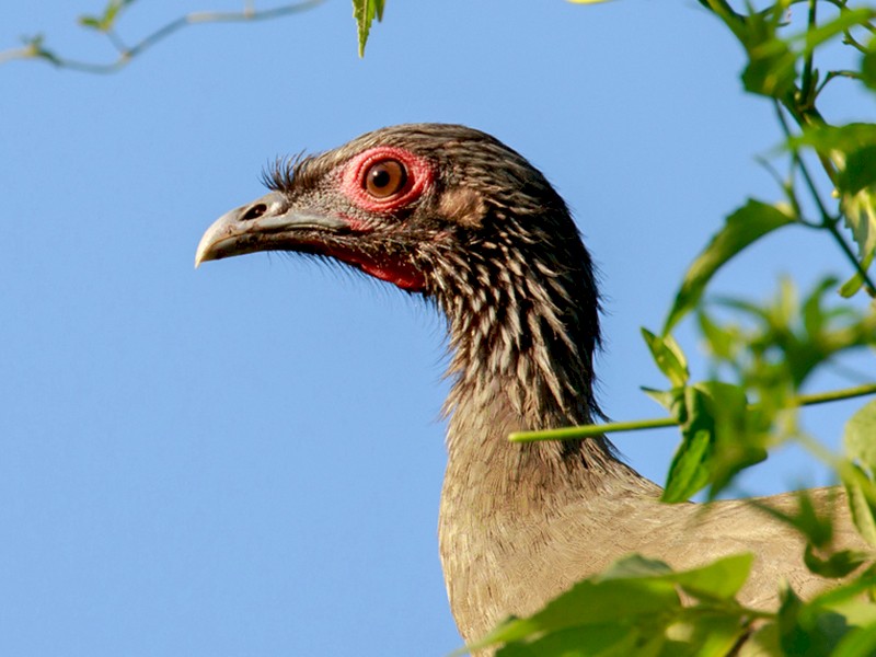 Chachalaca Pálida - eBird