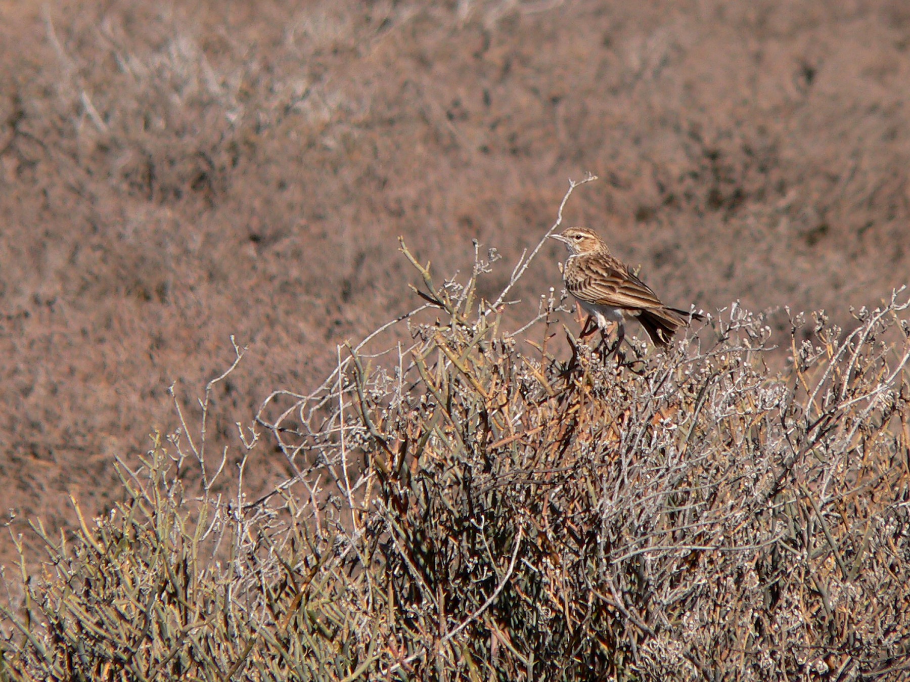 Sabota Lark - eBird