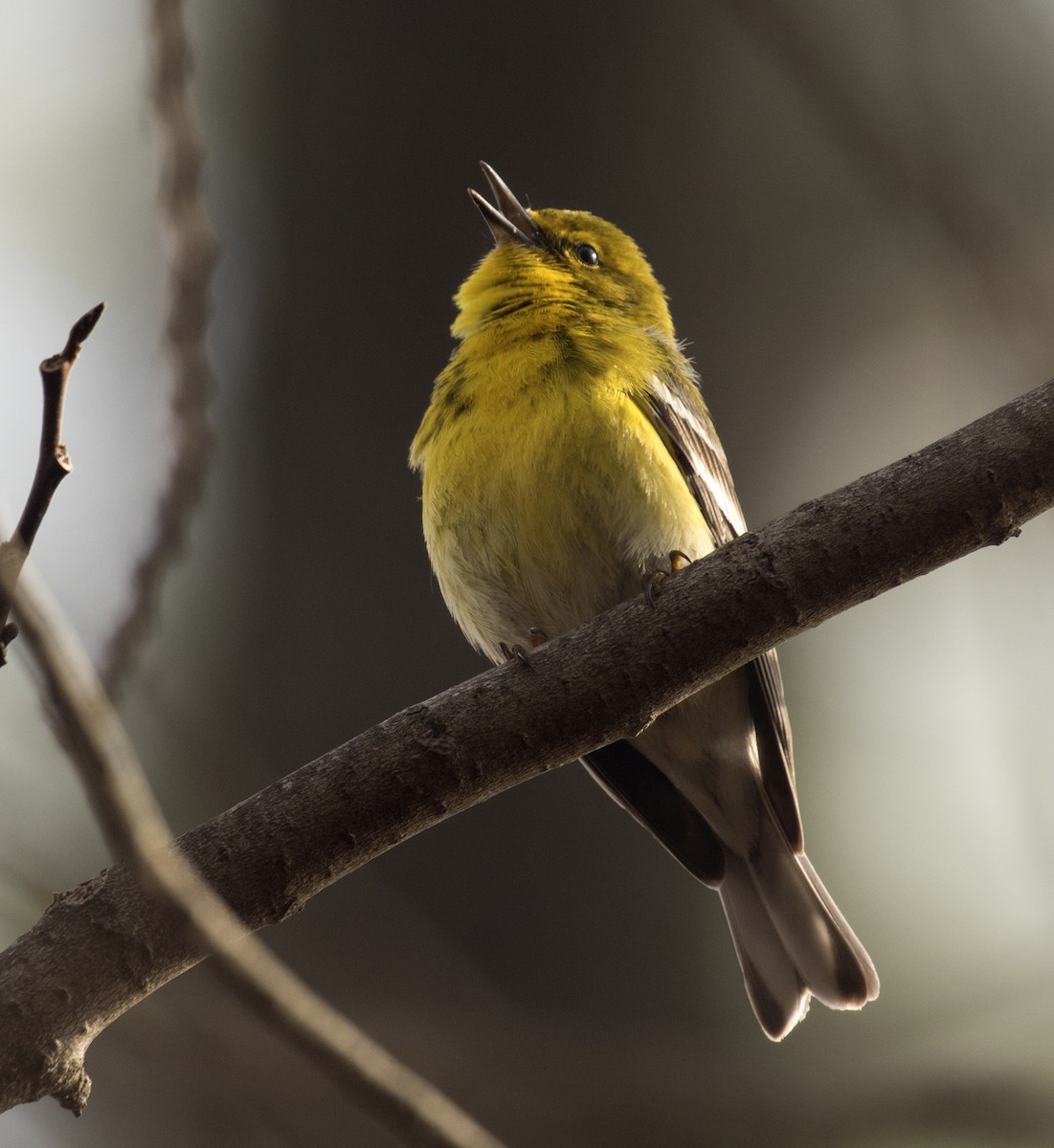 Maryland-DC Breeding Bird Atlas Checklist - 10 Mar 2022 - Grove Neck ...