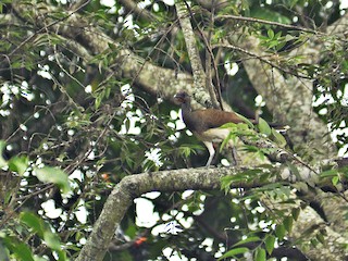 Chachalaca Vientre Blanco - eBird