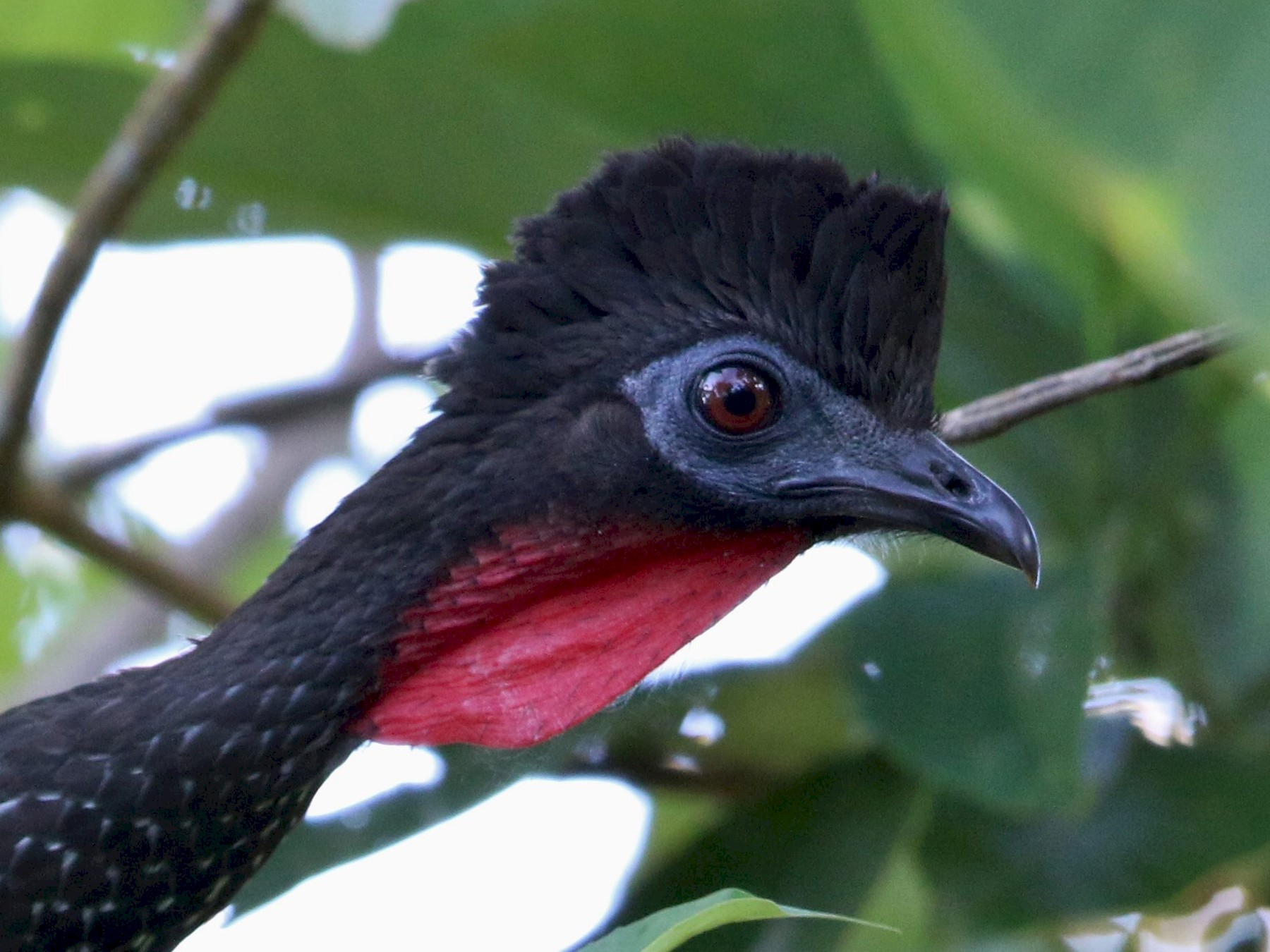 Crested Guan - eBird
