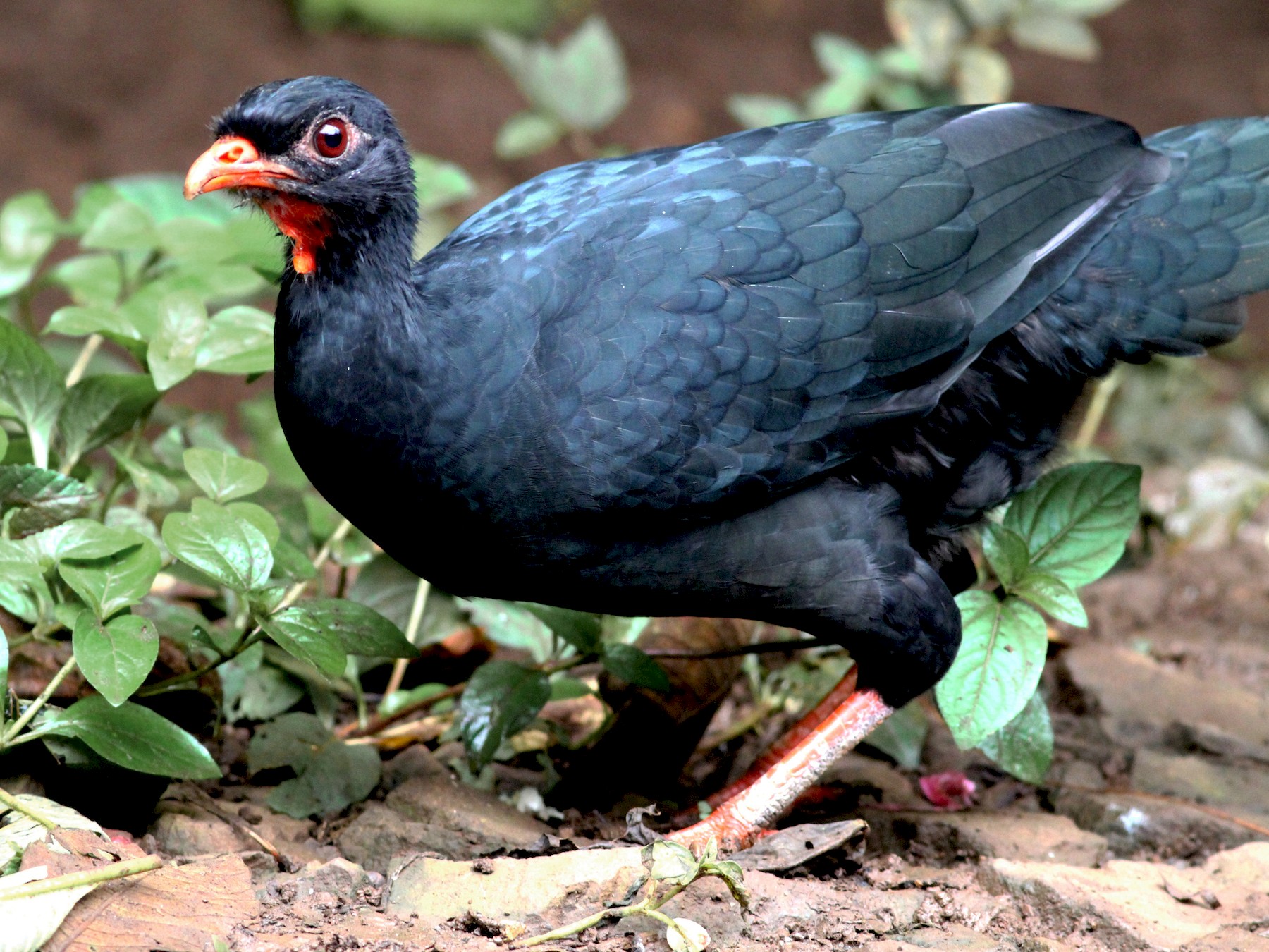 Highland Guan - eBird