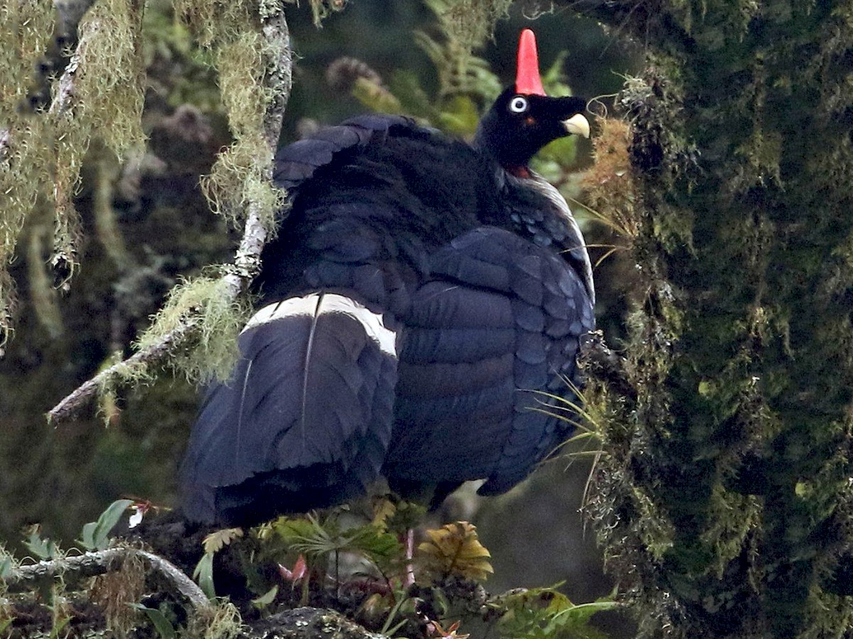Horned Guan - Oreophasis derbianus - Birds of the World