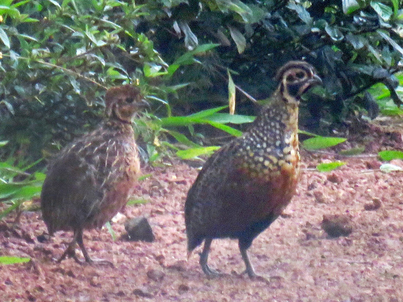 Ocellated Quail - eBird