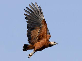 Black-collared Hawk - eBird