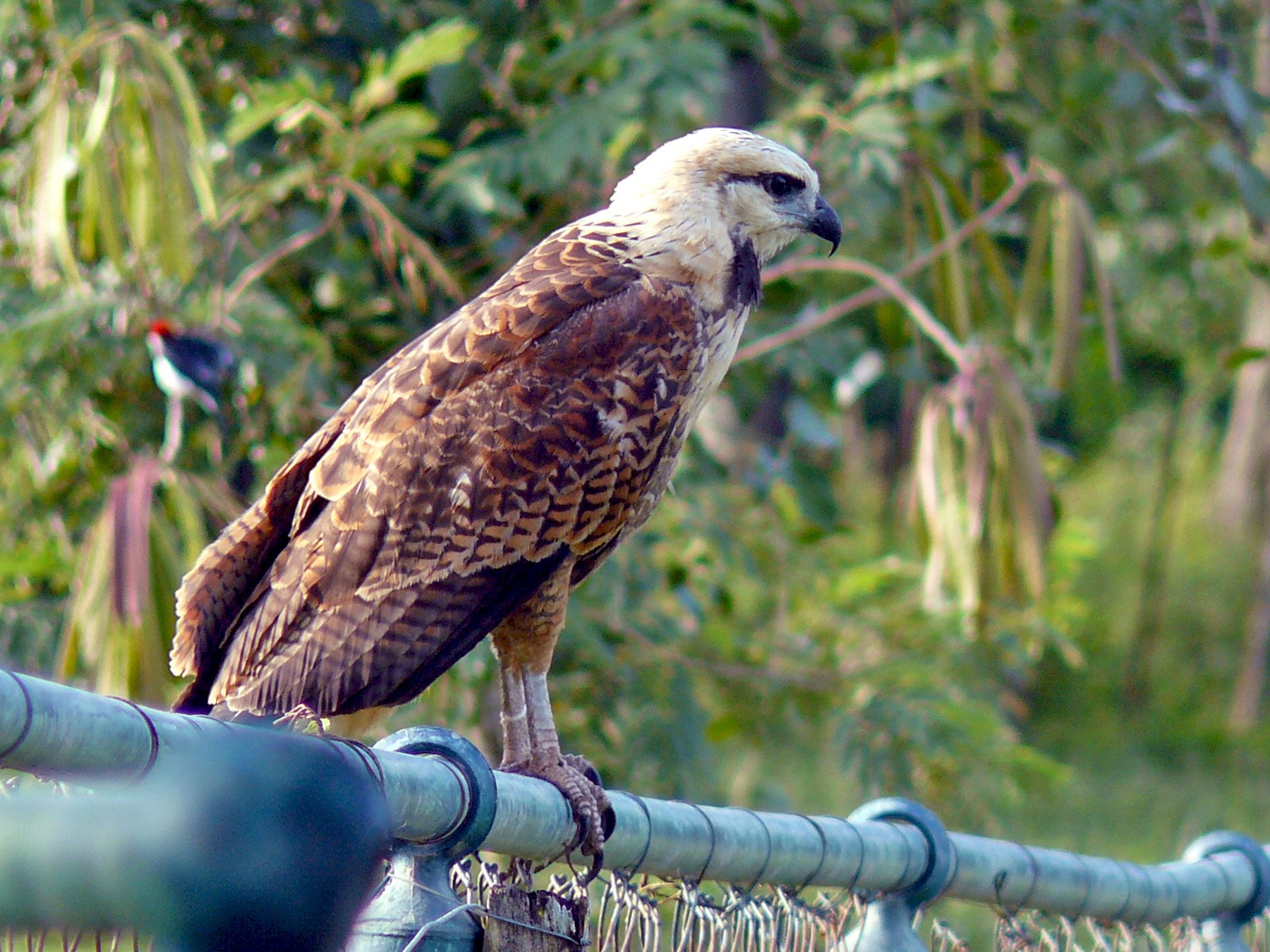Black-collared Hawk - eBird