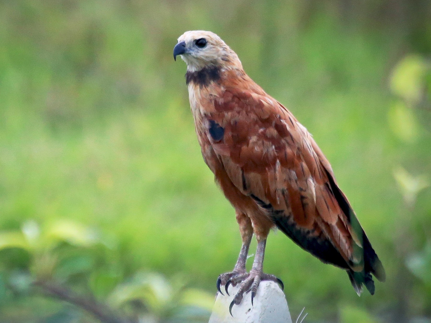 Black-collared Hawk - eBird