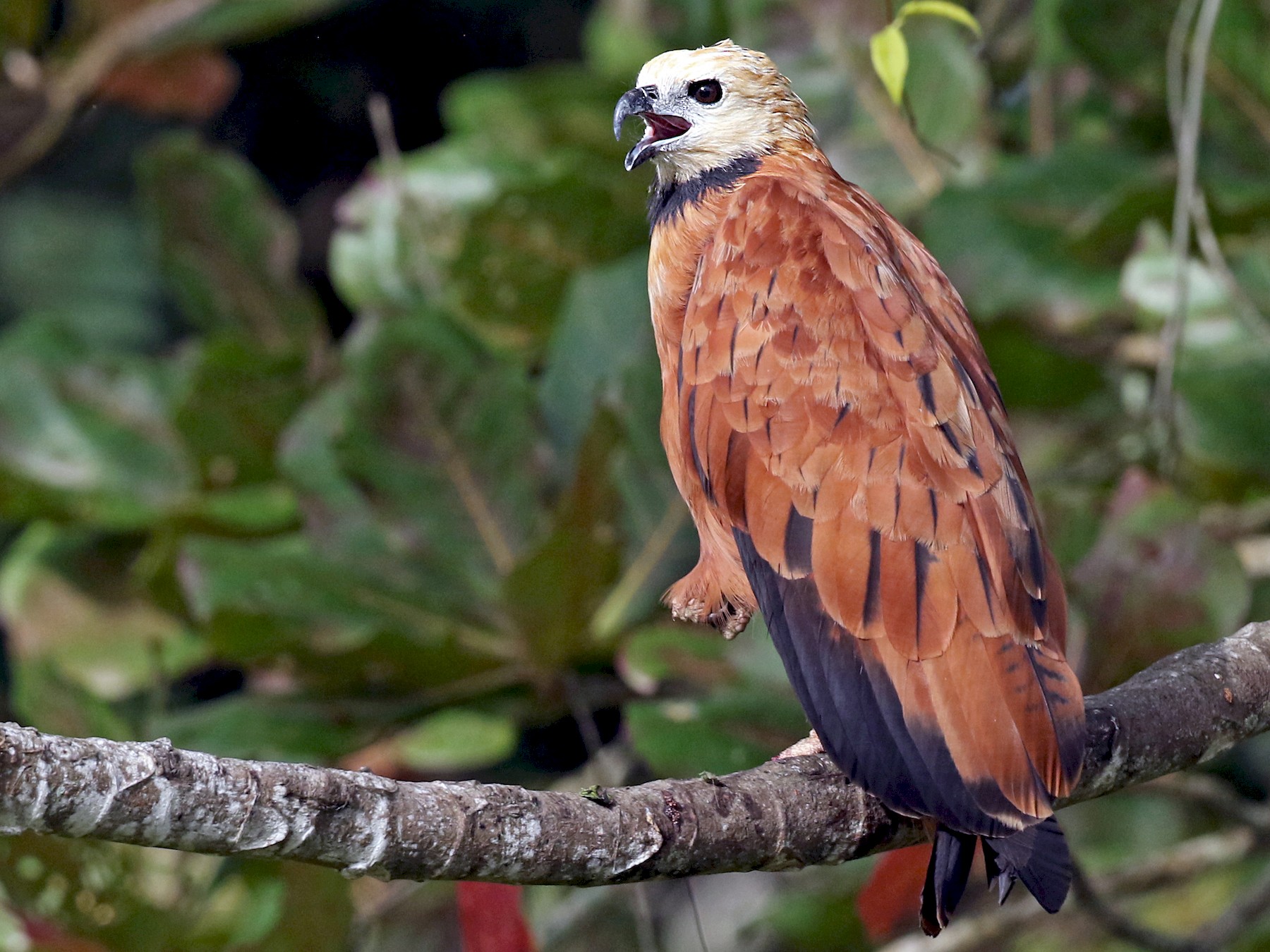 Black-collared Hawk - eBird